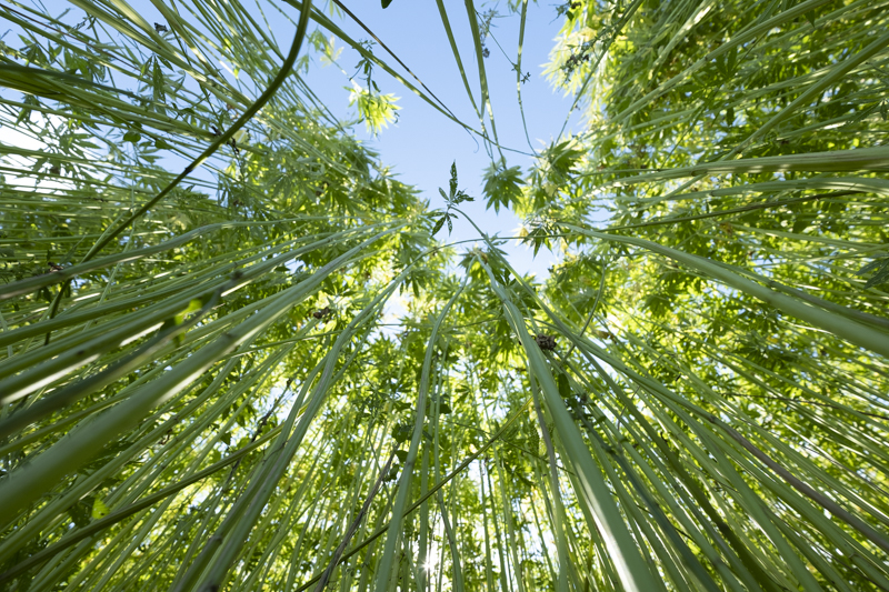 Hemp harvest in Keshan Country, Heilongjiang Province China – Maren ...